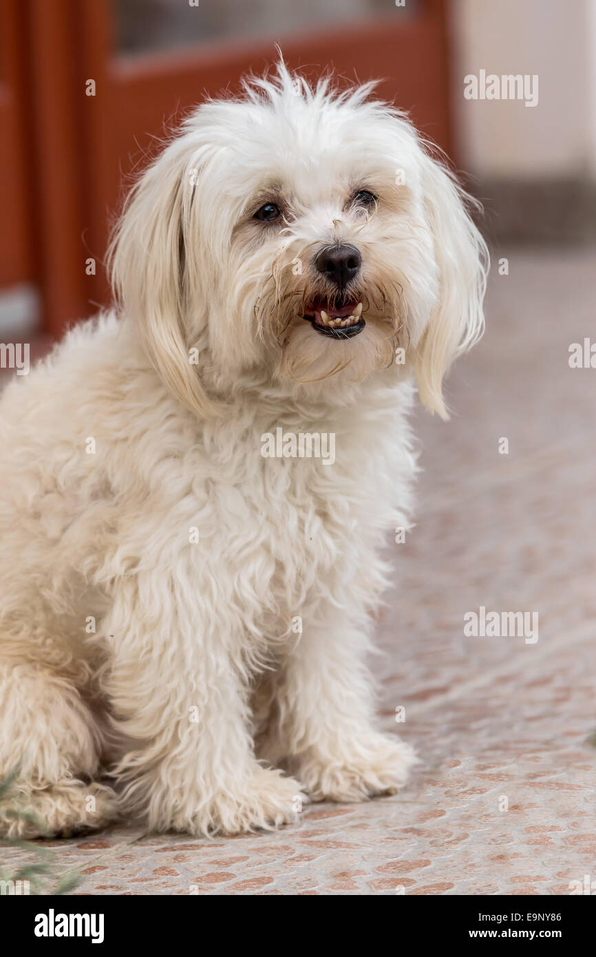 Maltese canine hi-res stock photography and images - Alamy