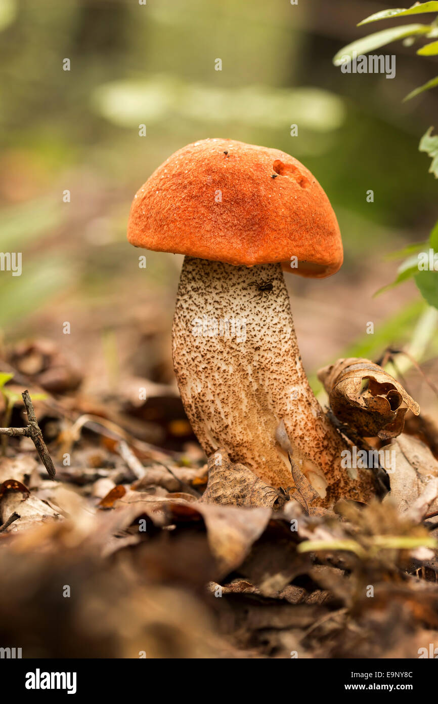Edible mushroom species,red-capped Stock Photo - Alamy