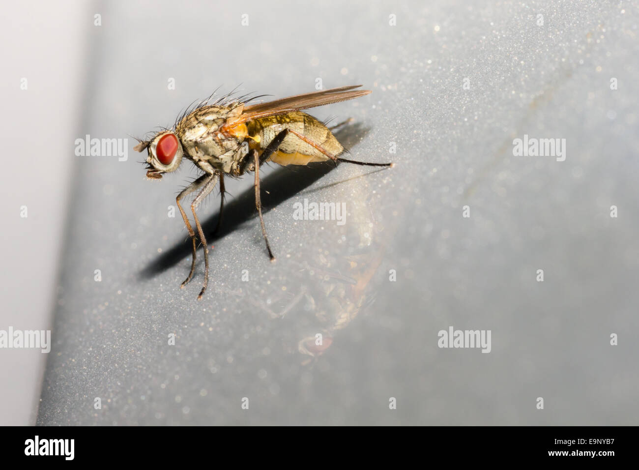 Portrait of a Fly Stock Photo - Alamy