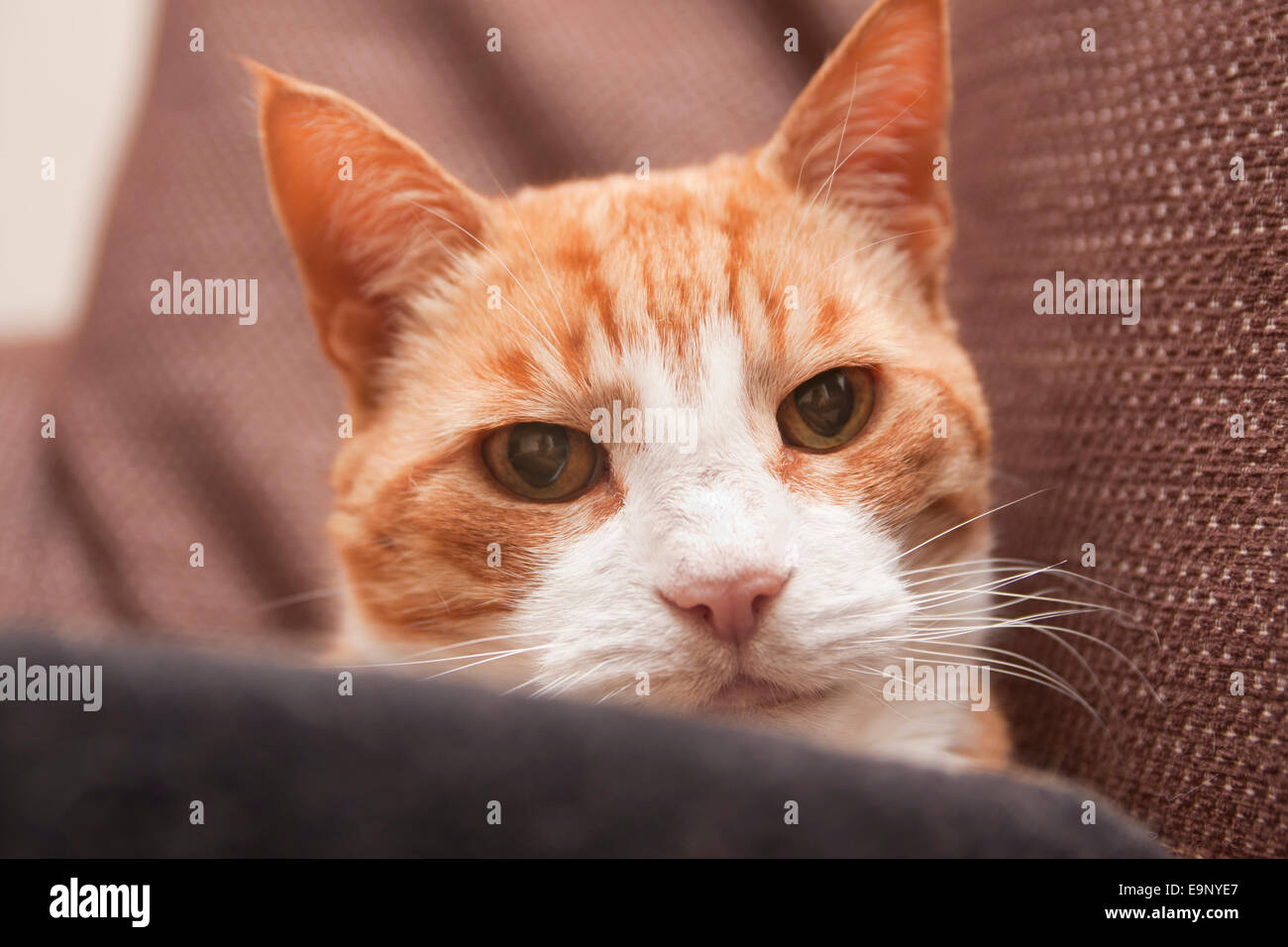 mature ginger and white tom cat on chair Stock Photo - Alamy