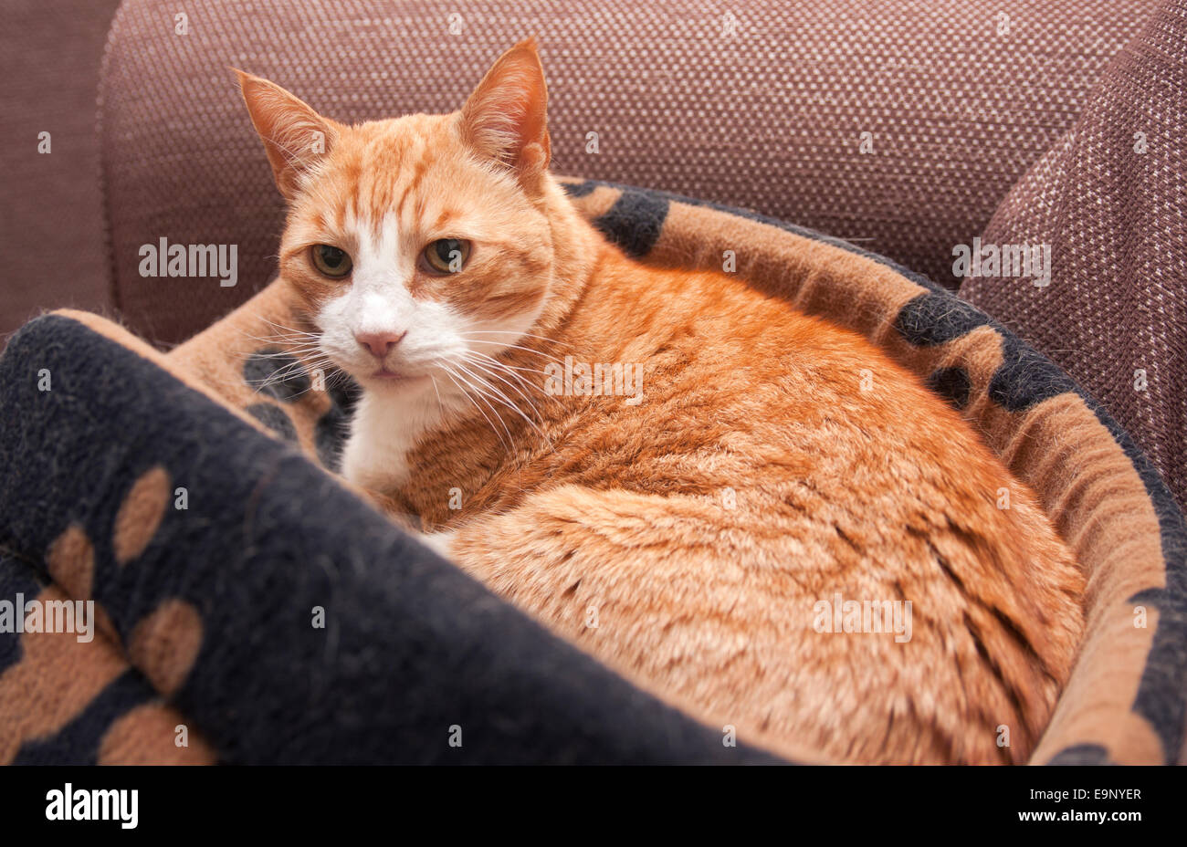mature ginger tomcat in his bed Stock Photo - Alamy