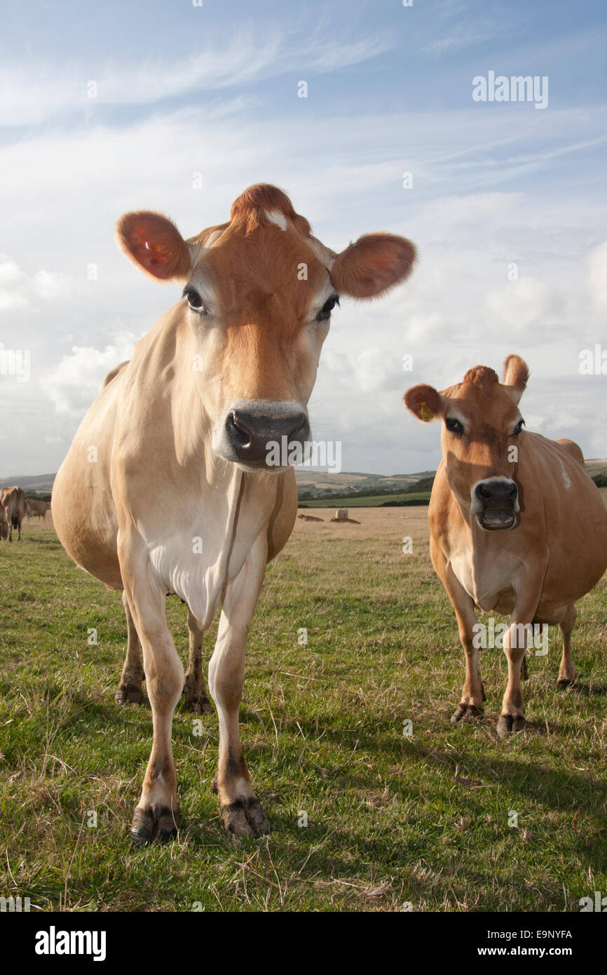 Jersey cows, Isle of Wight Stock Photo - Alamy