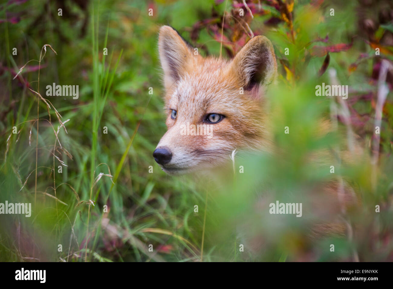 Red fox peering through grass Stock Photo - Alamy