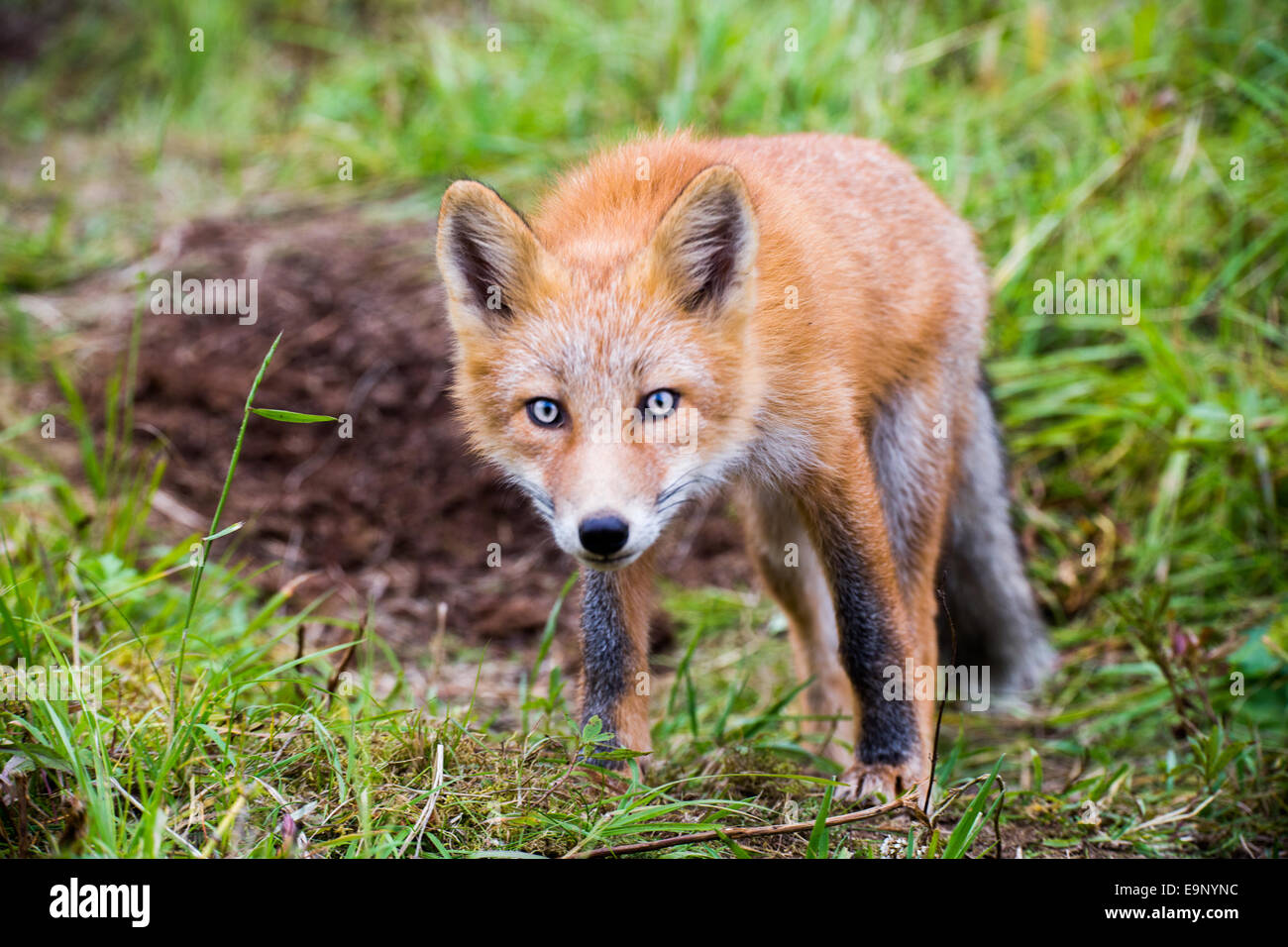 Red Fox standing and staring at camera Stock Photo - Alamy