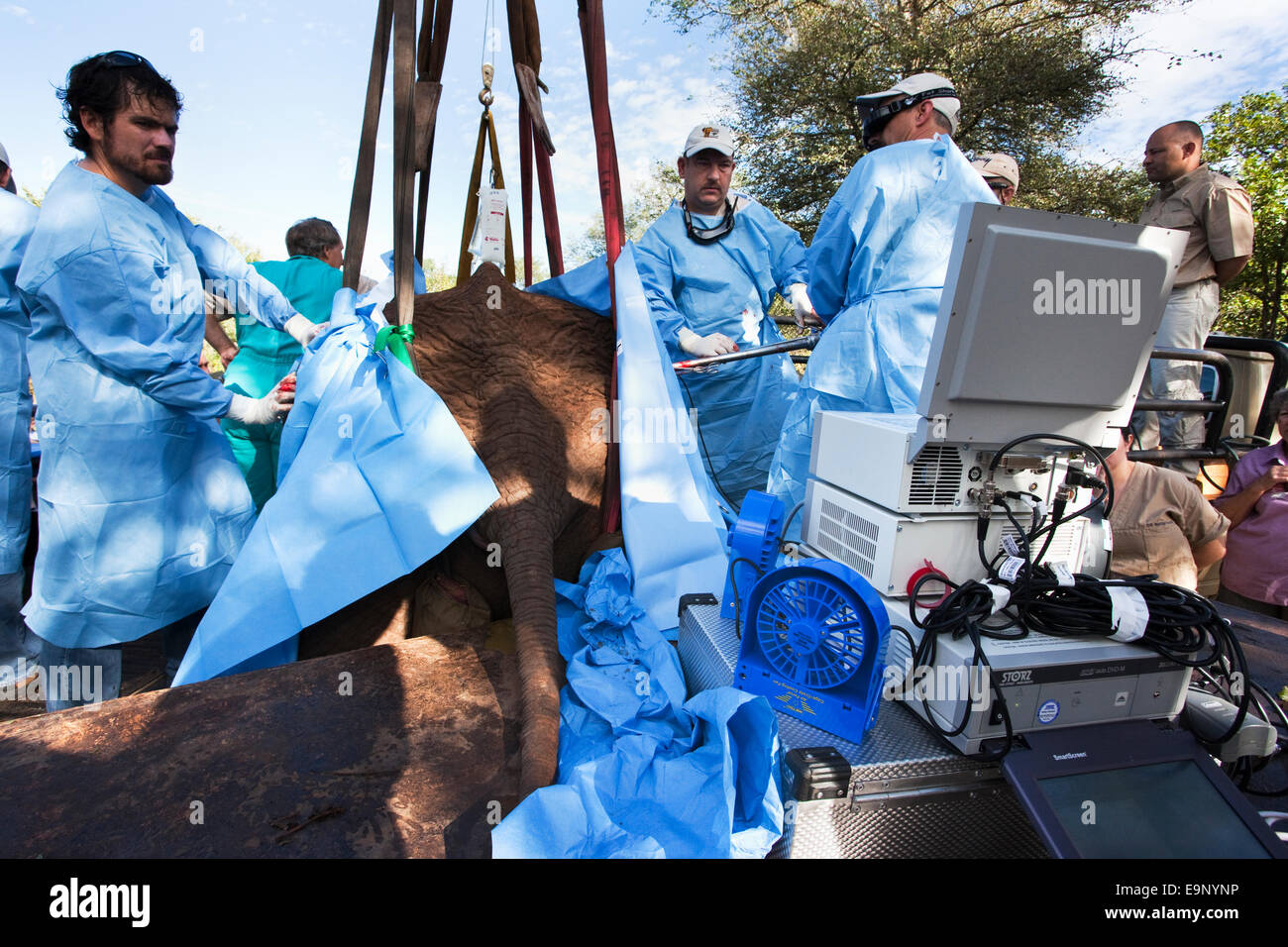 Castration bull hi-res stock photography and images - Alamy