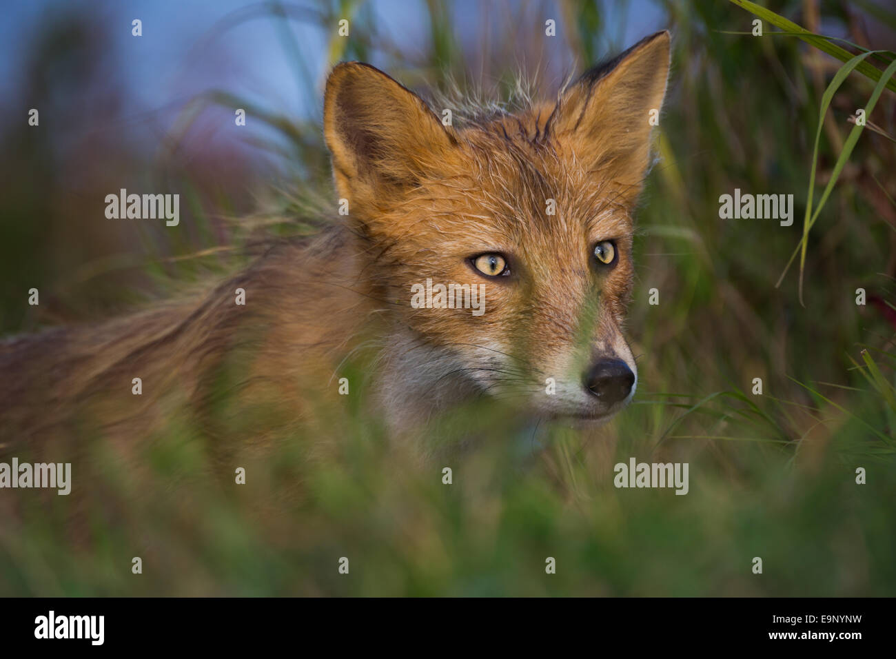 Red Fox peering through grass Stock Photo - Alamy