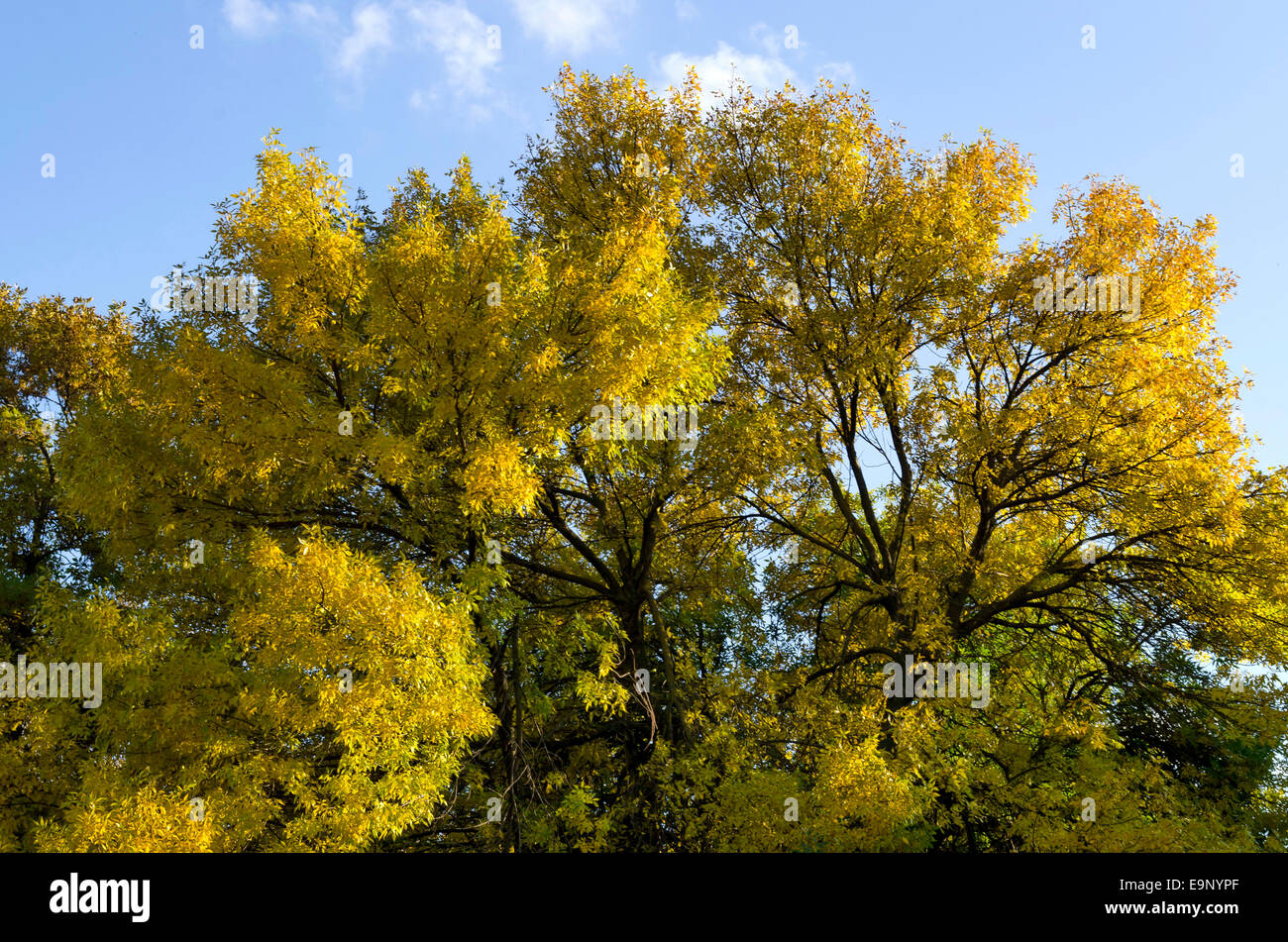Colorful sunlit trees with autumnal leaves covering Stock Photo - Alamy