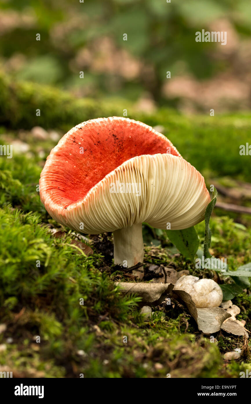 Red mushroom russula in the forest Stock Photo - Alamy
