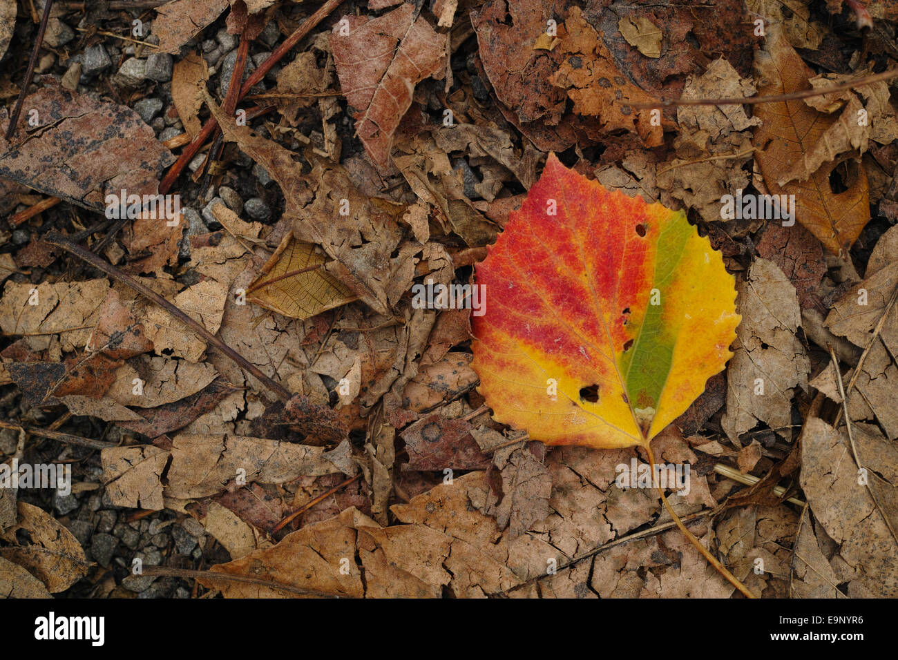Aspen leaf colors hi-res stock photography and images - Alamy