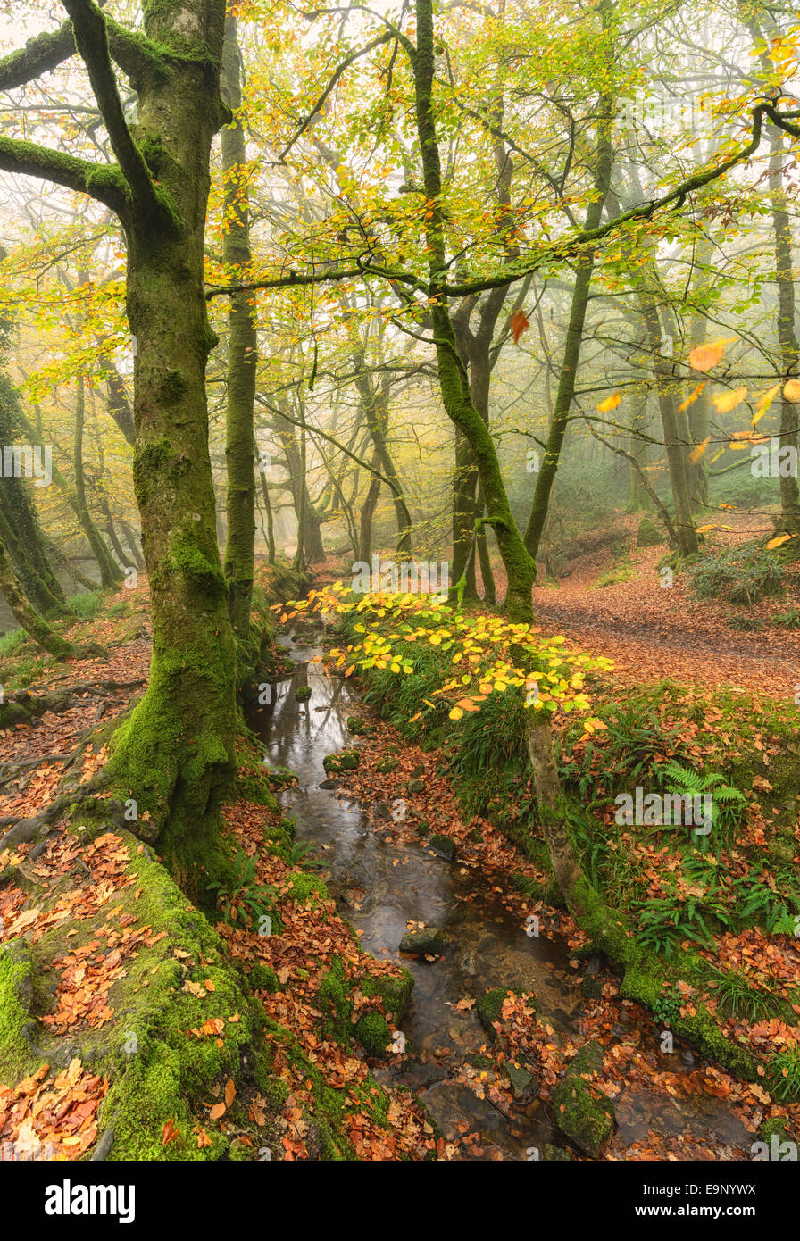 Bodmin moor landscape trees hi-res stock photography and images - Alamy
