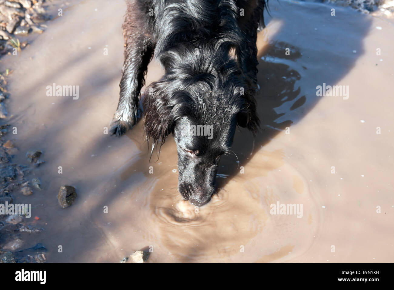 At drinking puddle hi-res stock photography and images - Alamy