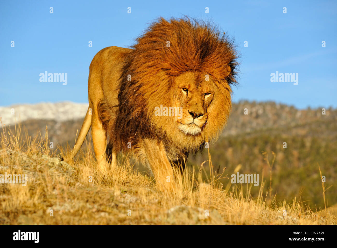 African lion (Panthera leo) Barbary lion extirpated in the wild ... African lion (Panthera leo) Barbary lion extirpated in the wild ...
