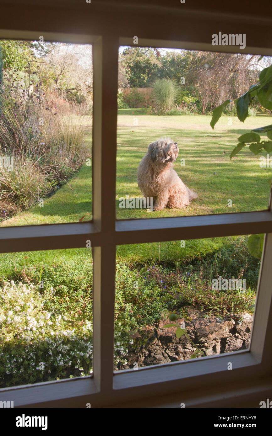 Dog through window hi-res stock photography and images - Alamy