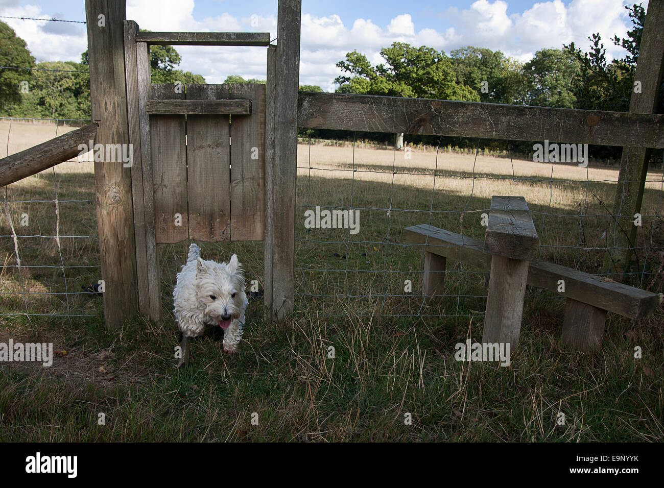 Dog stile hi-res stock photography and images - Alamy
