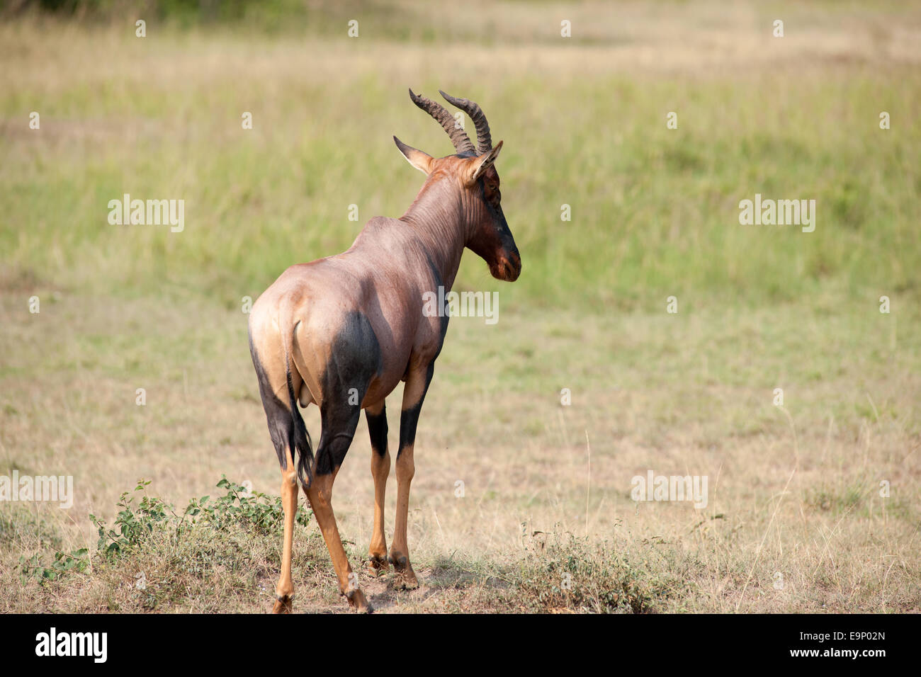 topi antelope in the savannah of kenya Stock Photo - Alamy