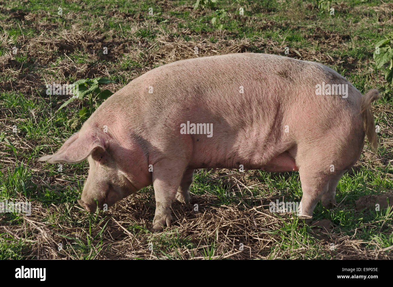 Biological sow eat the fresh grass and dig root about in the meadow ...