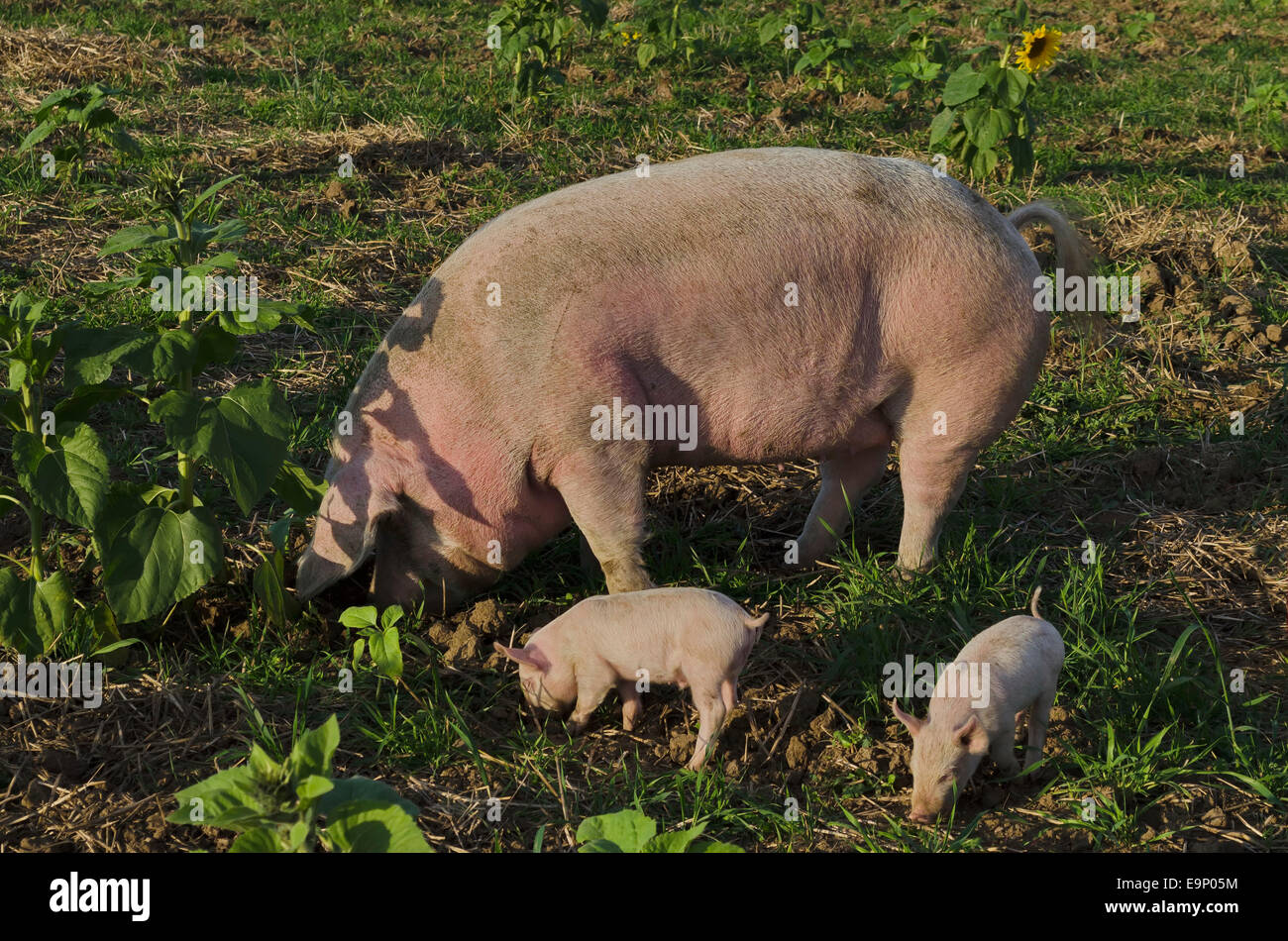 Biological sow and her piglets eat the fresh grass in a meadow Stock ...