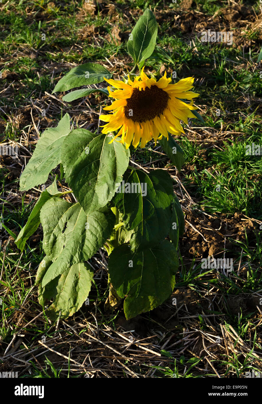 Leaf of sunflower hi-res stock photography and images - Alamy