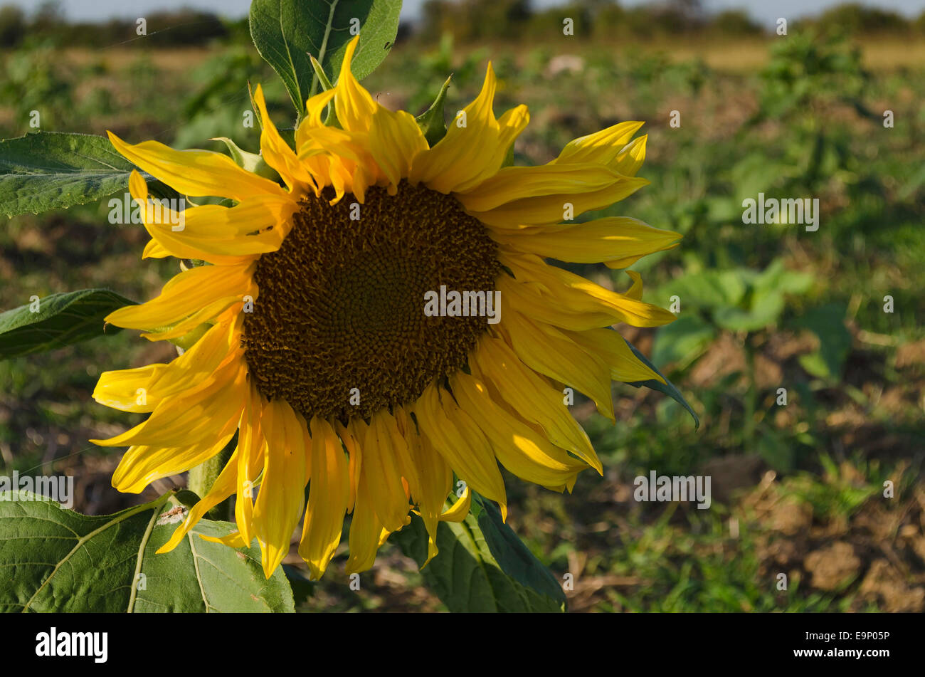 Leaf of sunflower hi-res stock photography and images - Alamy