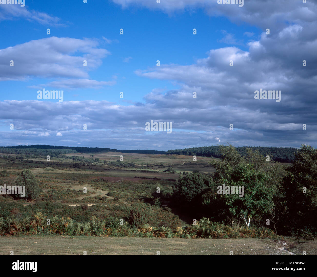 View across sandy heathland Hampton Ridge between Fritham and Frogham ...