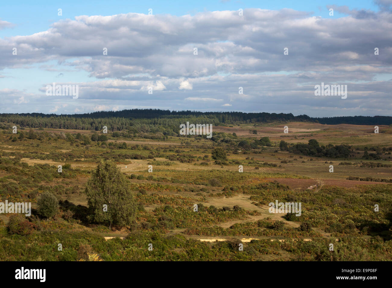 View across sandy heathland Hampton Ridge between Fritham and Frogham ...