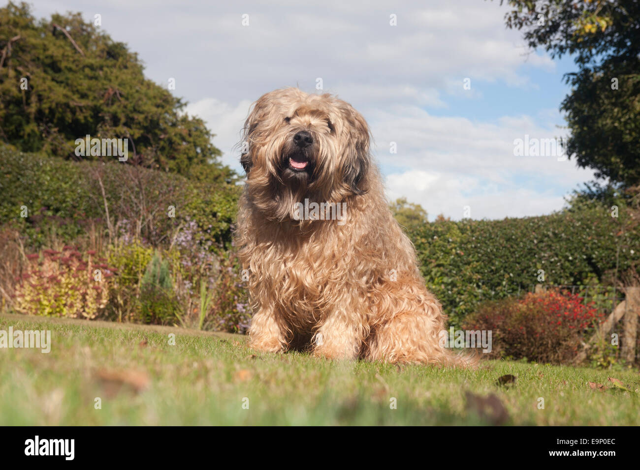 Wheaten terrier hi-res stock photography and images - Alamy