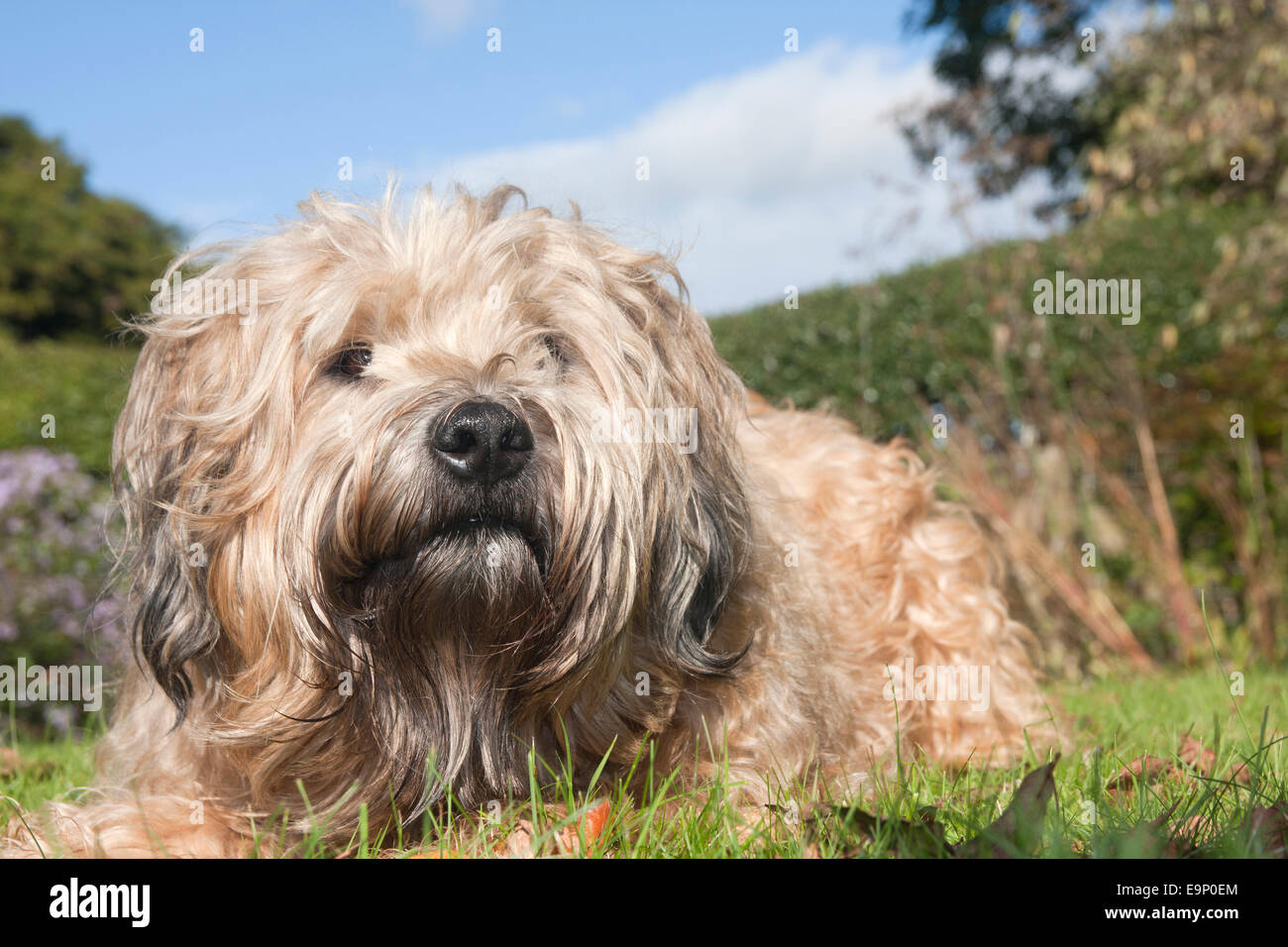 Irish soft coated Wheaten terrier in garden Stock Photo - Alamy
