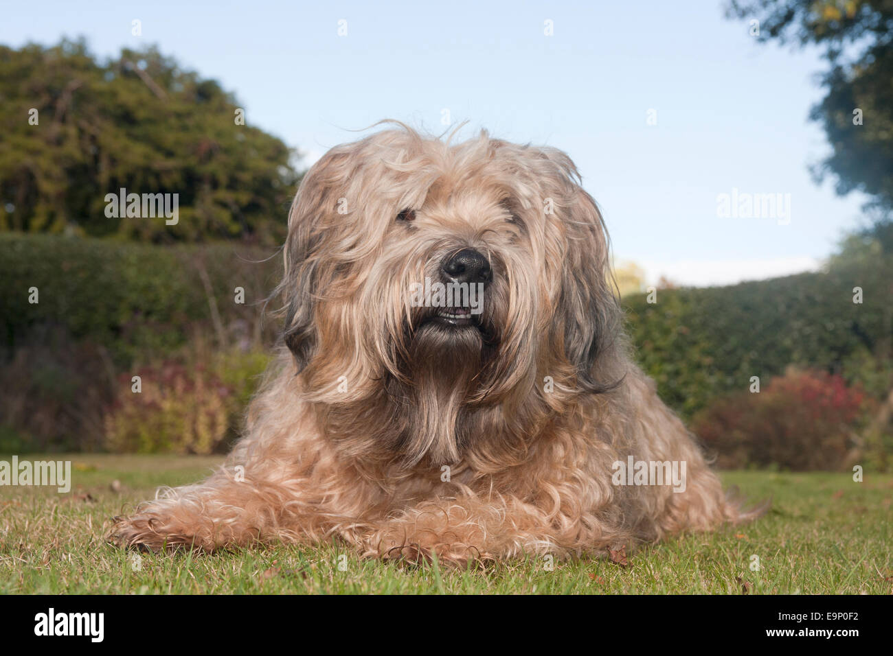 Irish soft coated Wheaten terrier in garden Stock Photo - Alamy