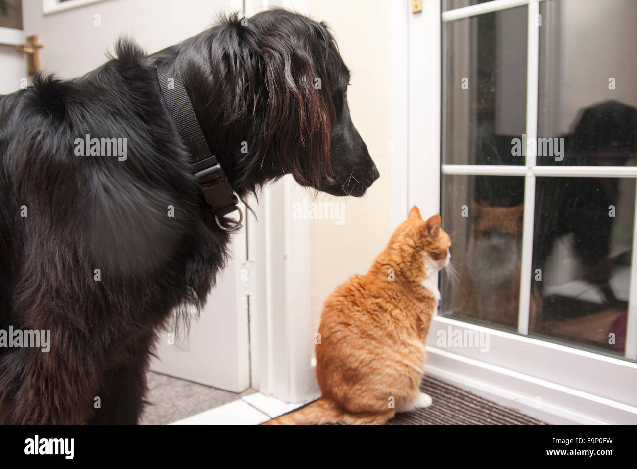 Dog and cat hi-res stock photography and images - Alamy