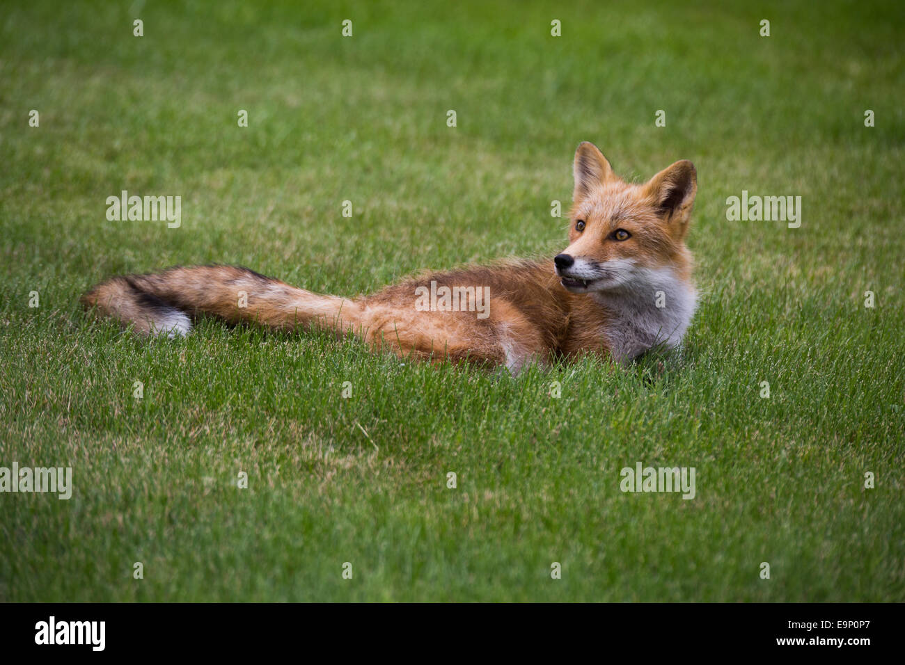 Red fox sitting hi-res stock photography and images - Alamy