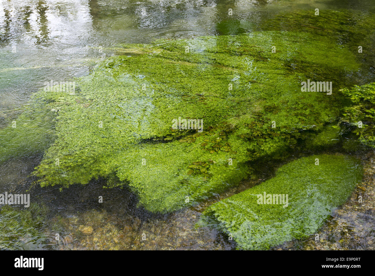 River weed in the River Itchen in New Alresford, Hampshire, England, UK ...