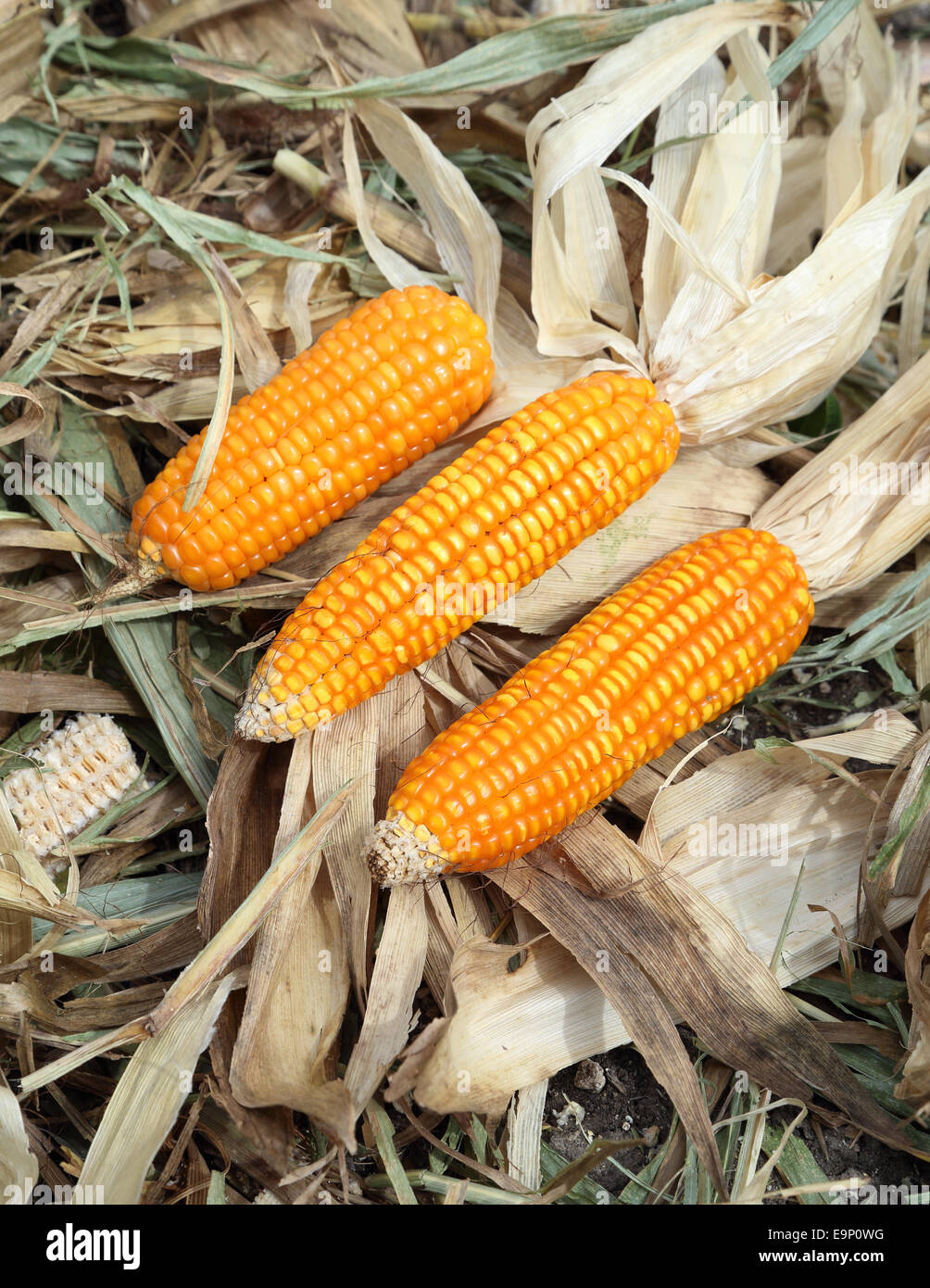 fresh raw corn after harvest in field Stock Photo - Alamy