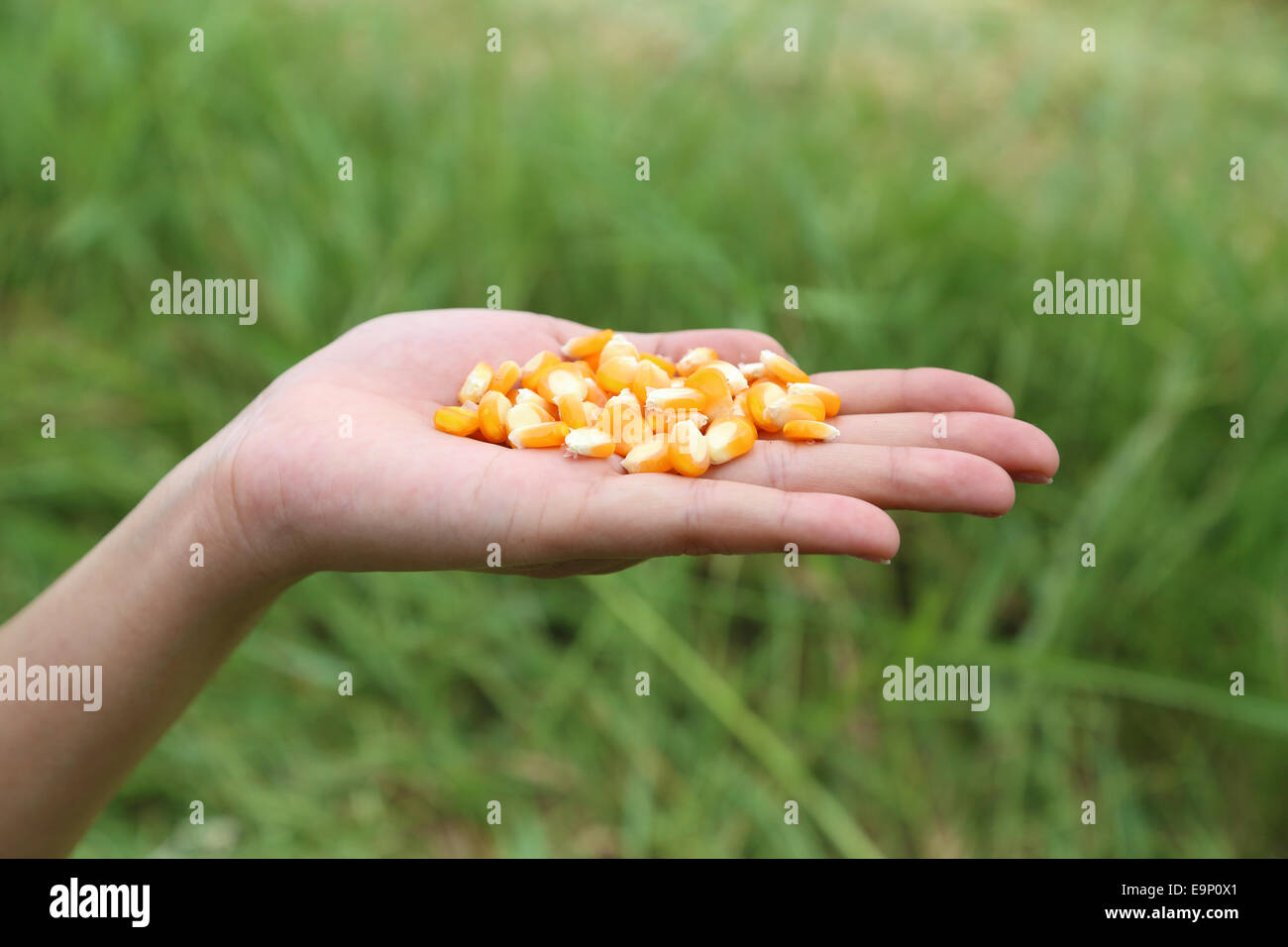 fresh kernel corn in hand on field background Stock Photo - Alamy