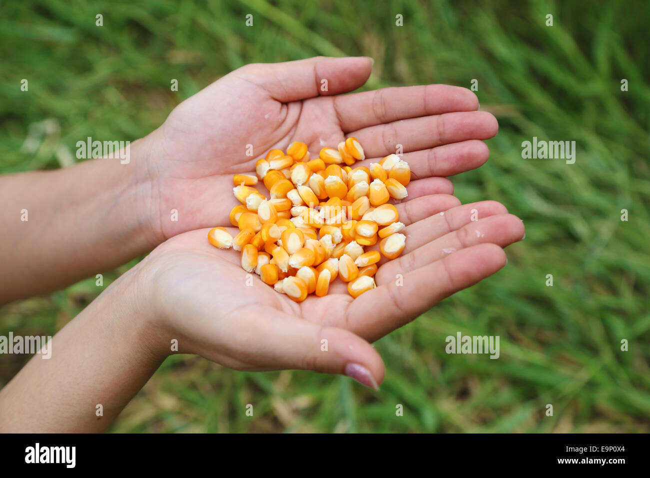 fresh kernel corn in hand on field background Stock Photo - Alamy