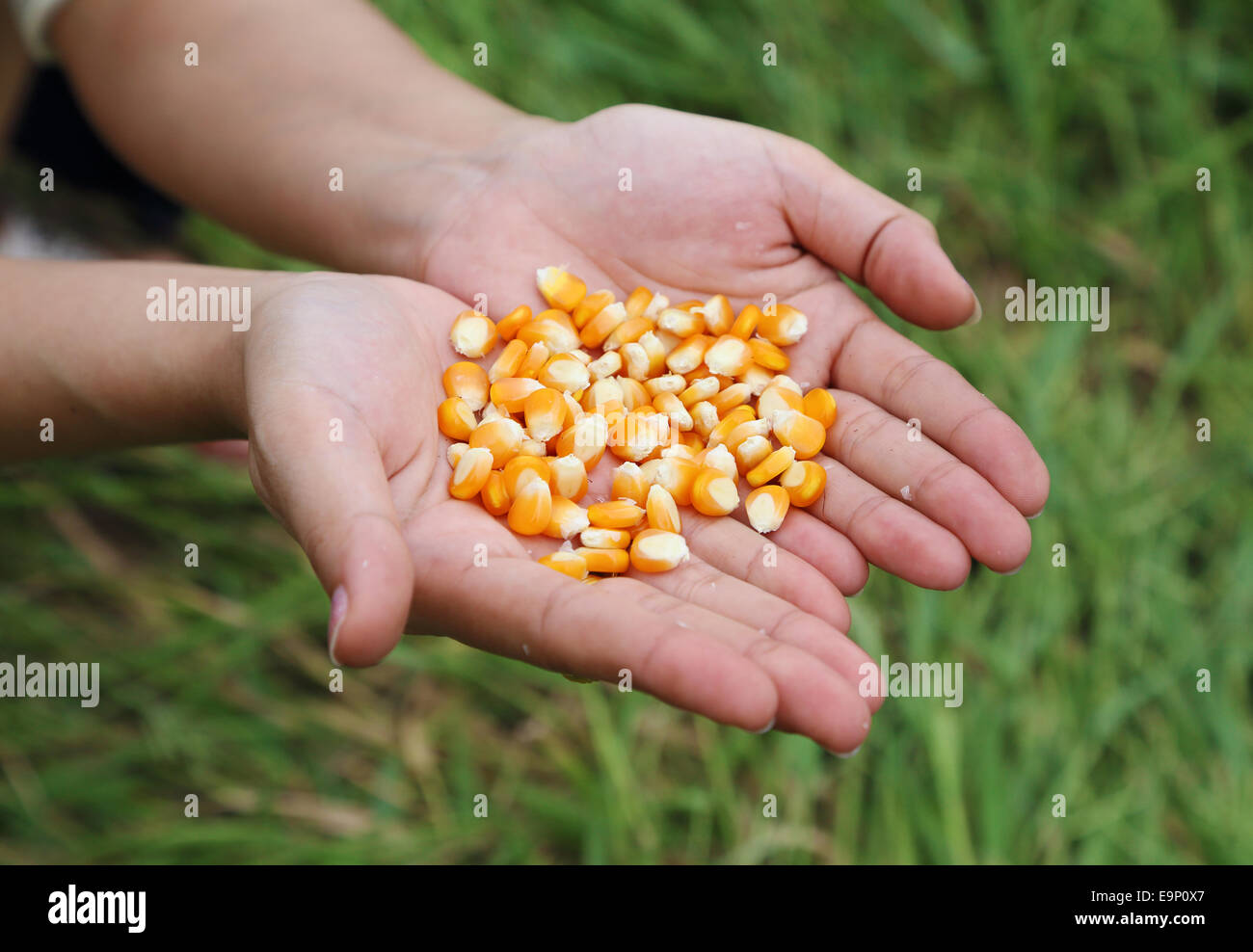 fresh kernel corn in hand on field background Stock Photo - Alamy