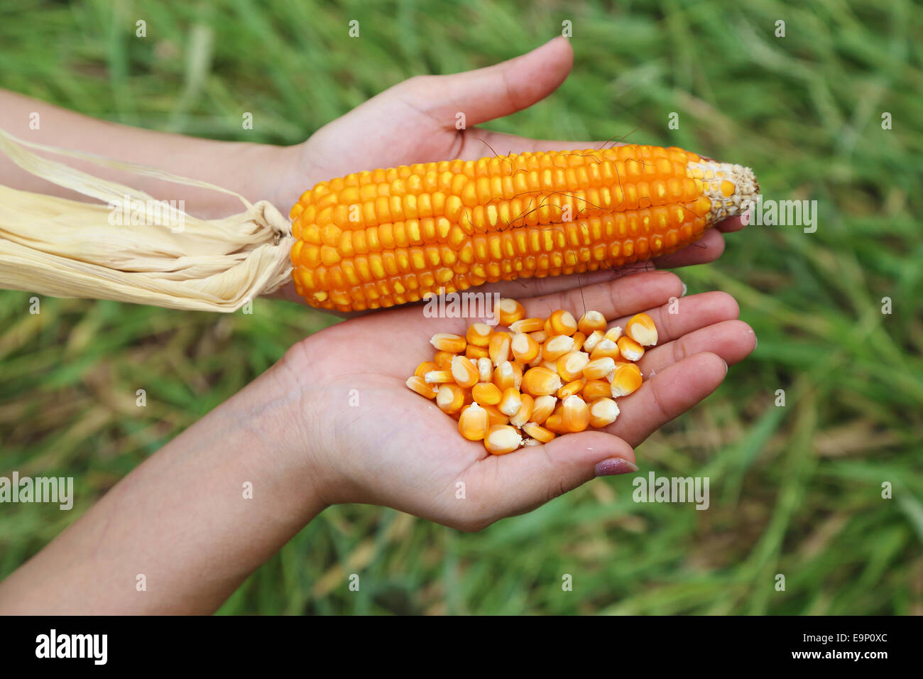 fresh raw corn in hand on field background Stock Photo - Alamy