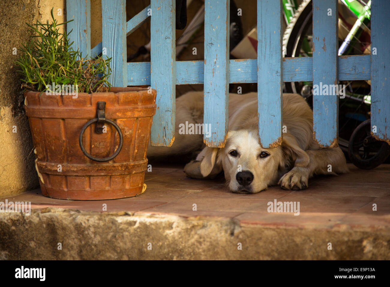 Old village in northern Corsica, Pigna, Corsica, Europe Stock Photo - Alamy
