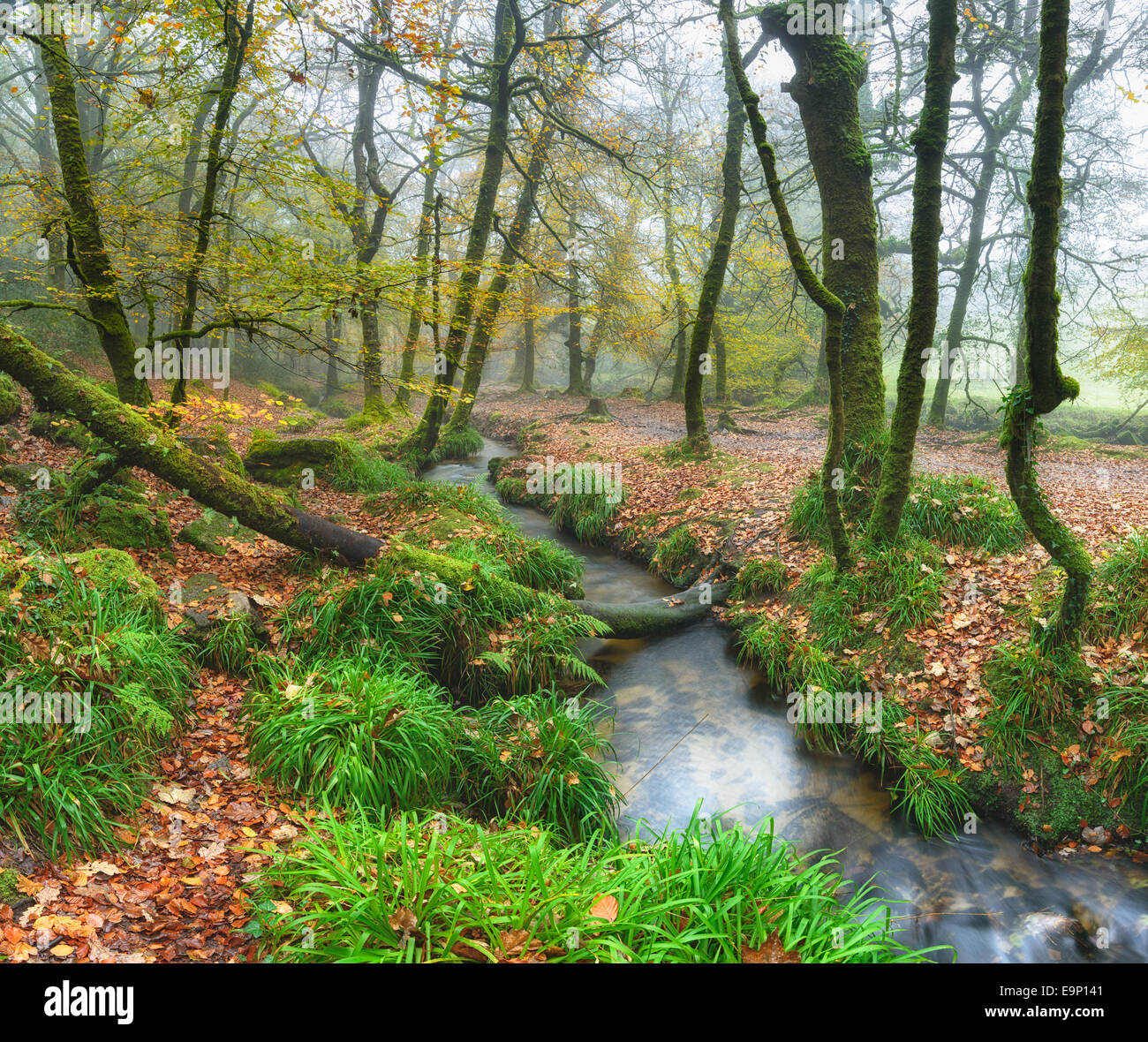 A forest stream winding it's way through misty trees at Golitha Falls ...