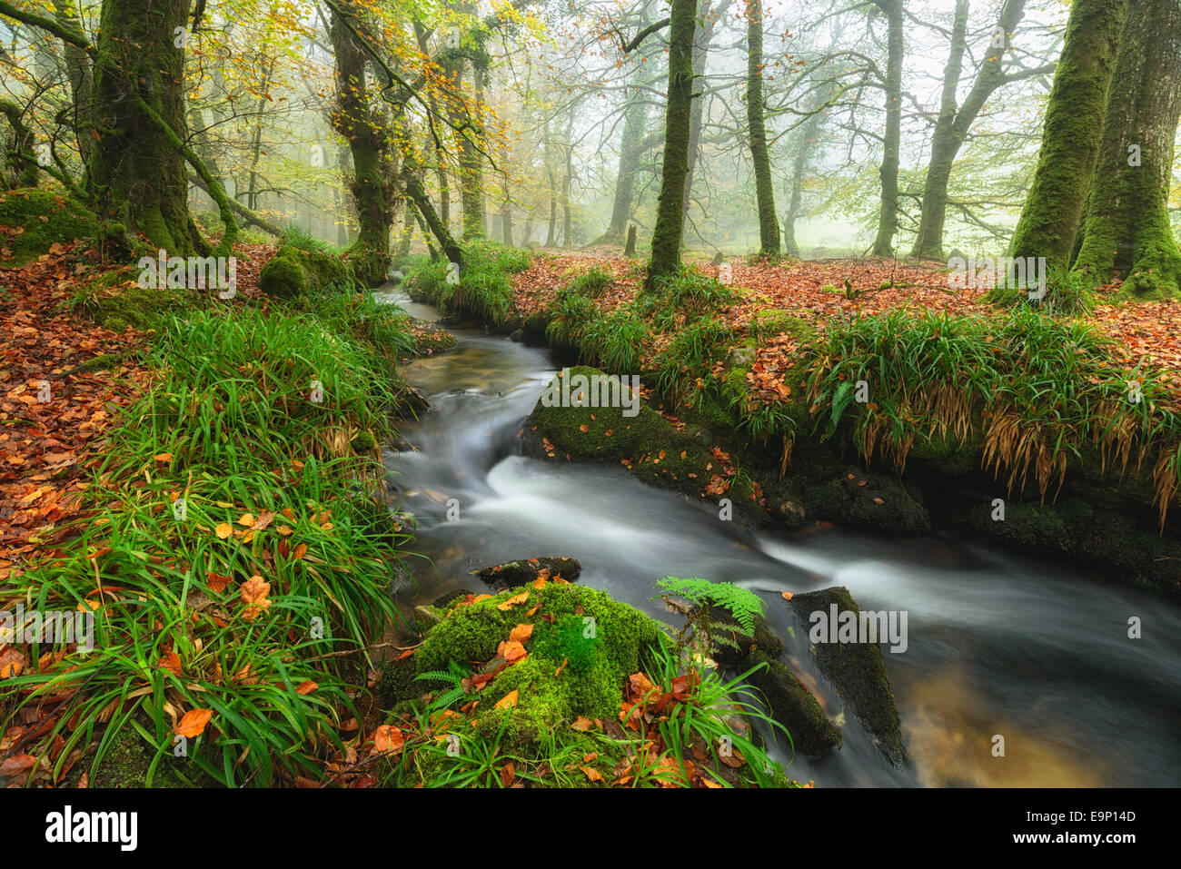 Stream flowing through rocks trees in forest day hi-res stock ...