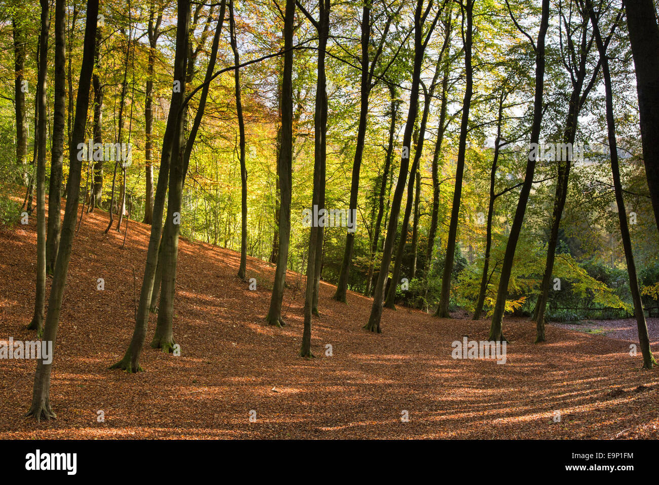 Autumn in Buckholt Beechwoods a National Nature Reserve (NNR) near ...