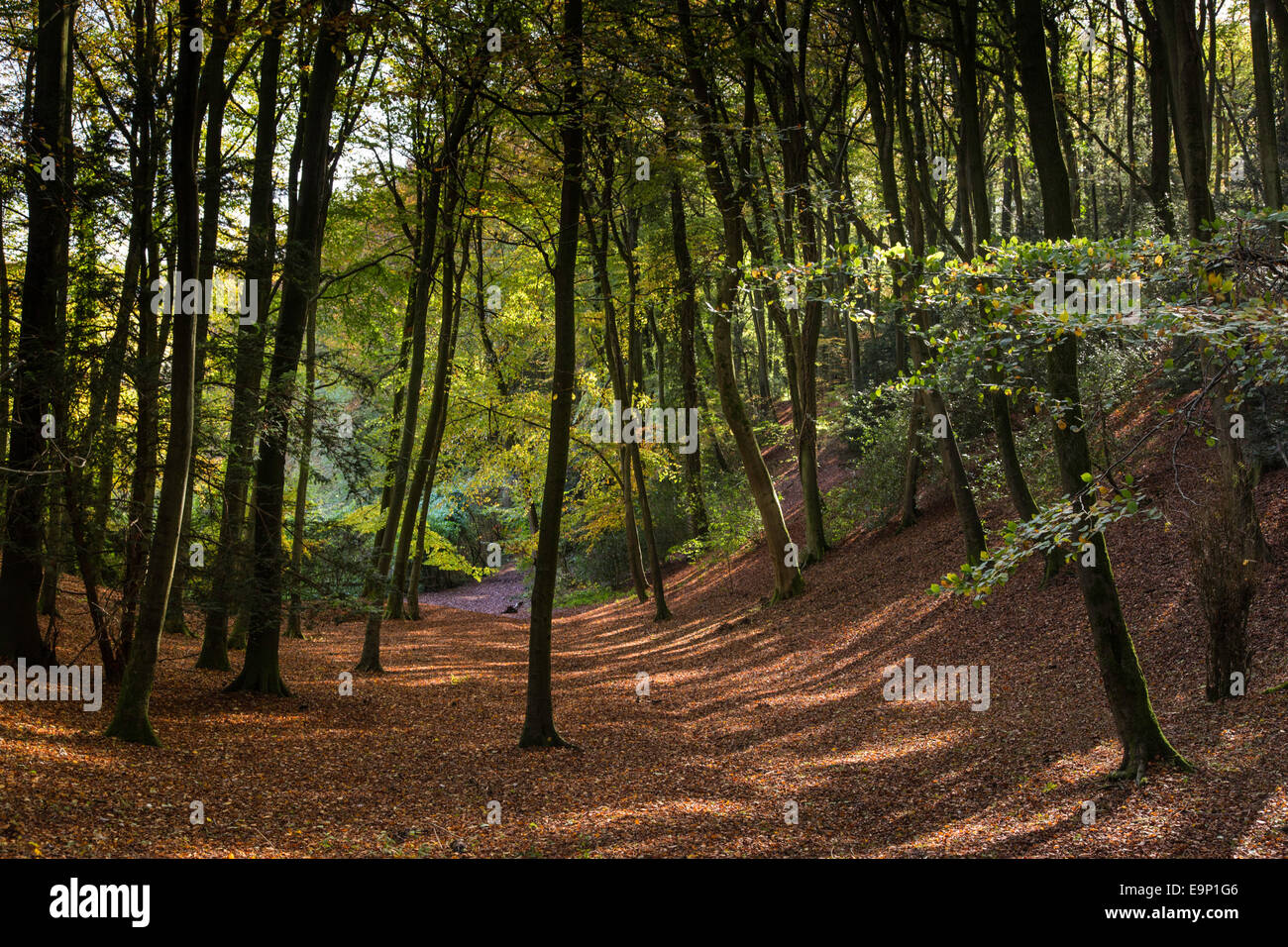 Autumn in Buckholt Beechwoods a National Nature Reserve (NNR) near ...