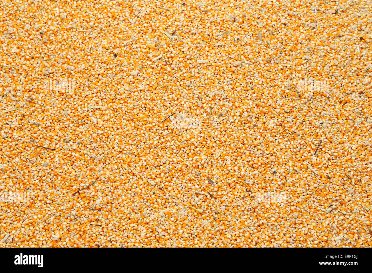 raw kernel corn beans texture and background Stock Photo - Alamy