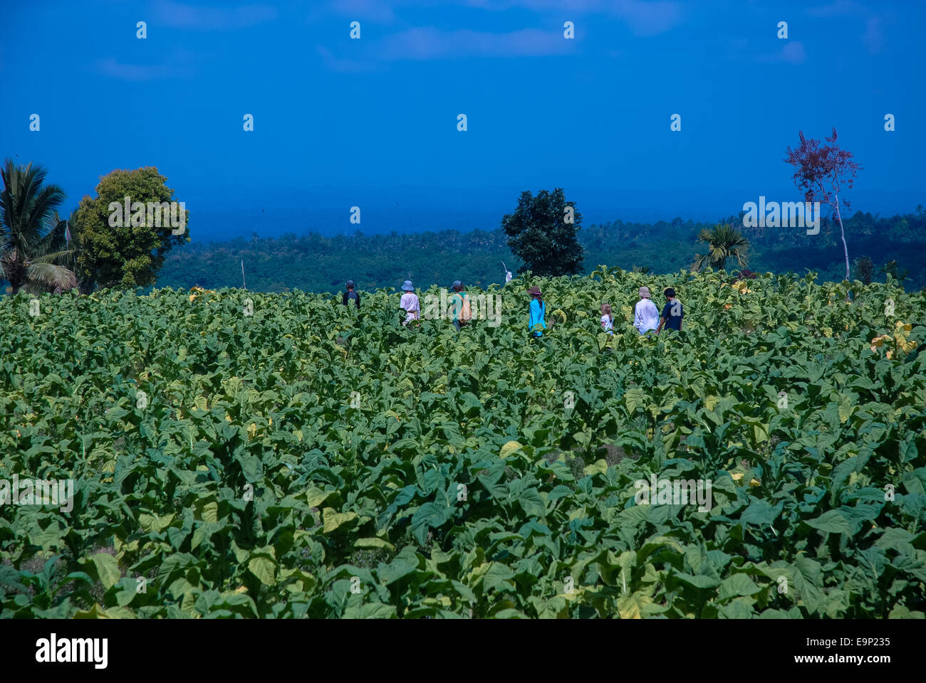 tobacco field in Lombok, Indonesia Stock Photo - Alamy