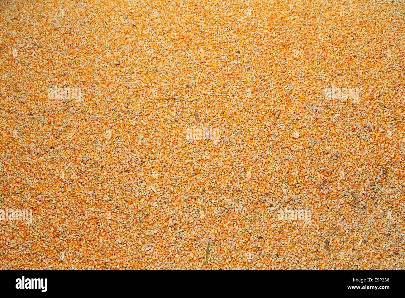 raw kernel corn beans texture and background Stock Photo - Alamy