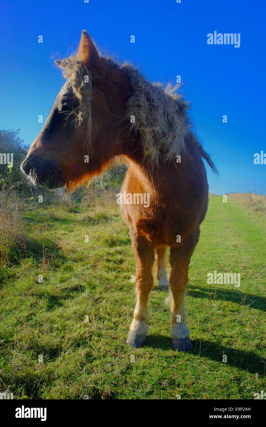 Uncared hair hi-res stock photography and images - Alamy