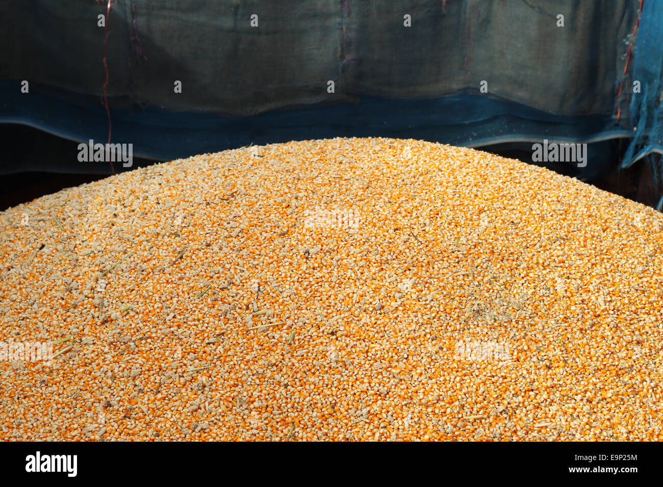 Pile of raw kernel corn beans on truck Stock Photo - Alamy