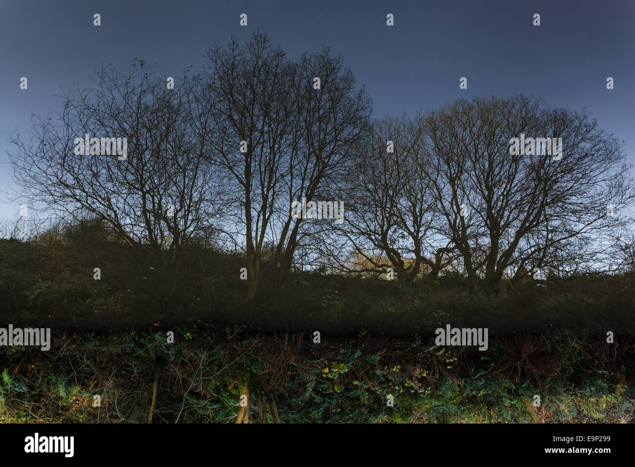 Reflected trees in river hi-res stock photography and images - Alamy