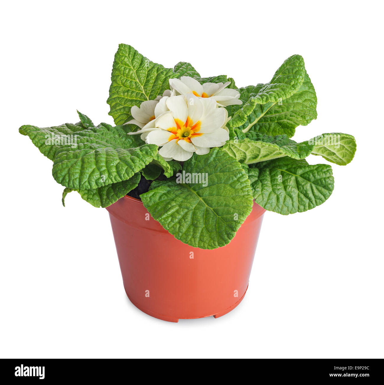 White primula flowers in plastic pot isolated on white background Stock ...