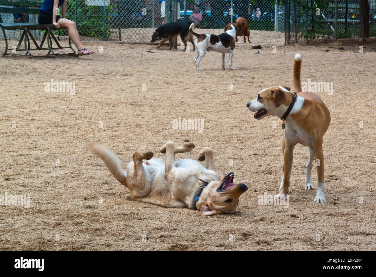 New York, NY Dogs playing at George's Dog Run in Washington Square Park ...