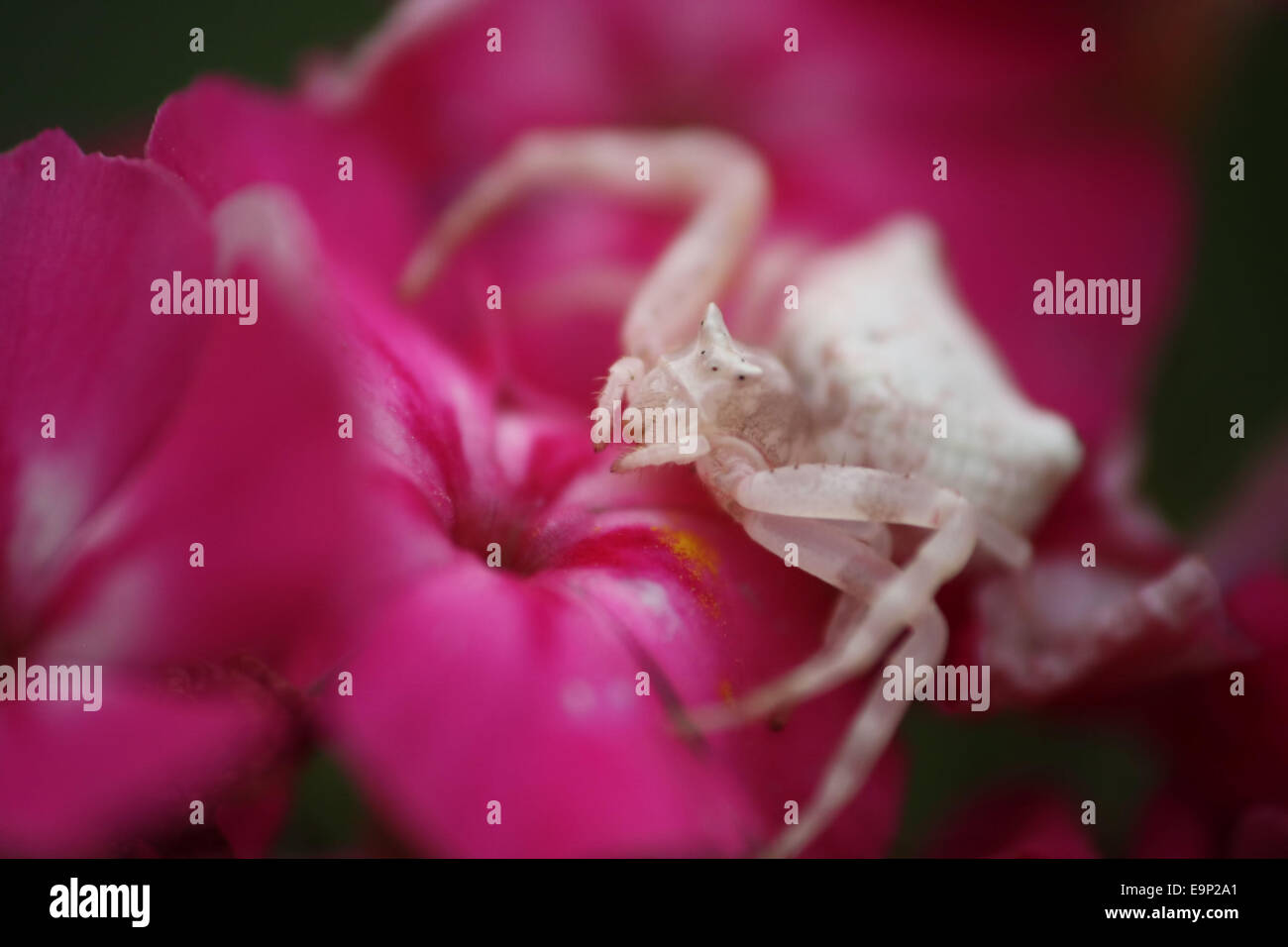Pink flower and Spider Stock Photo - Alamy